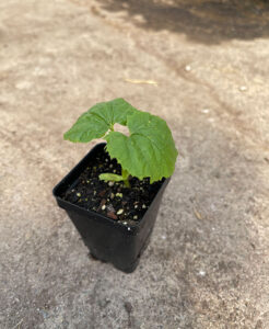 Bittermelon - Cultural Roots Nursery