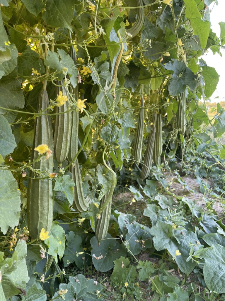 Ridge Gourd - Cultural Roots Nursery